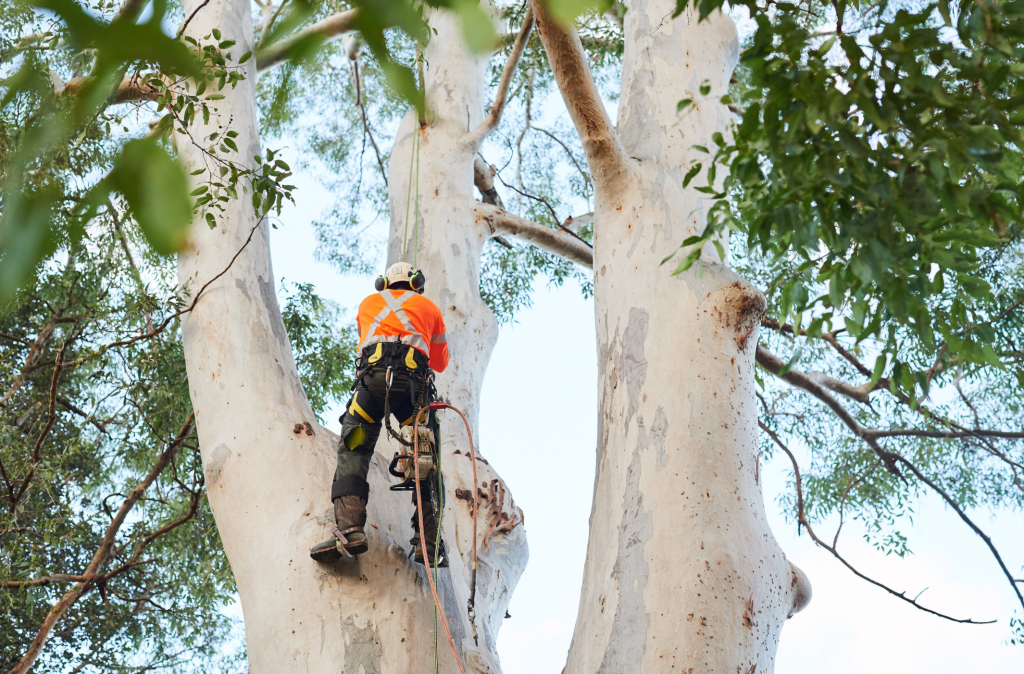 Tree Services Archives - Tote Enterprises